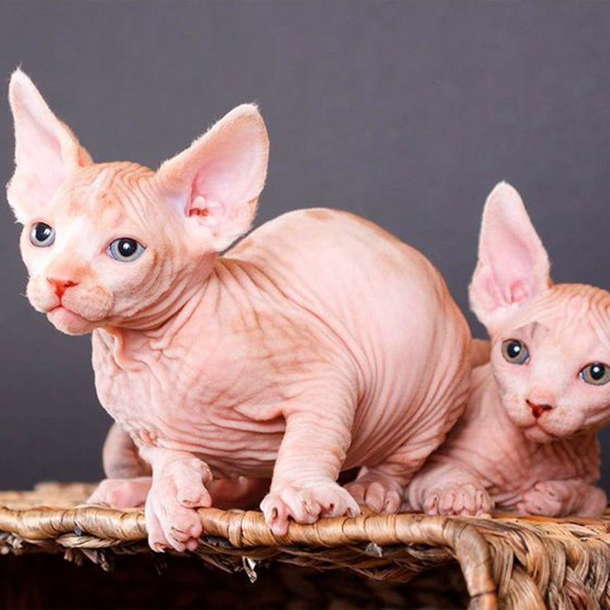 Канадский сфинкс