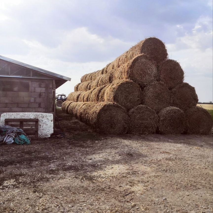 Гороховая солома в рулонах