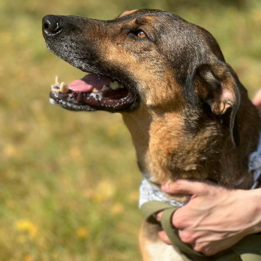 Август собака в поиске дома