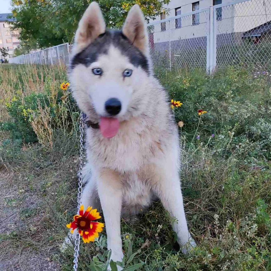 Сибирский хаски (девочка) в поисках дома