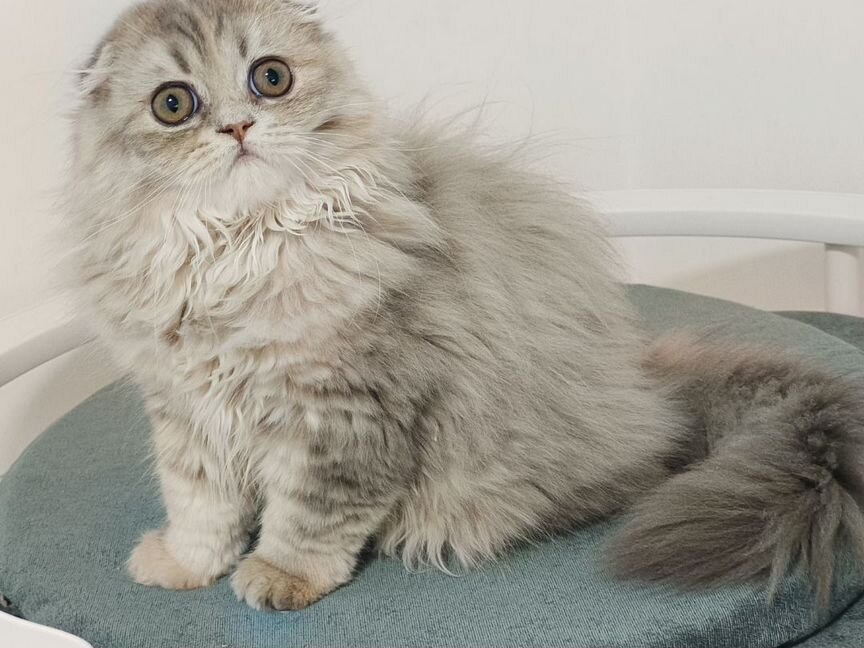 Шотландская вислоухая девочка