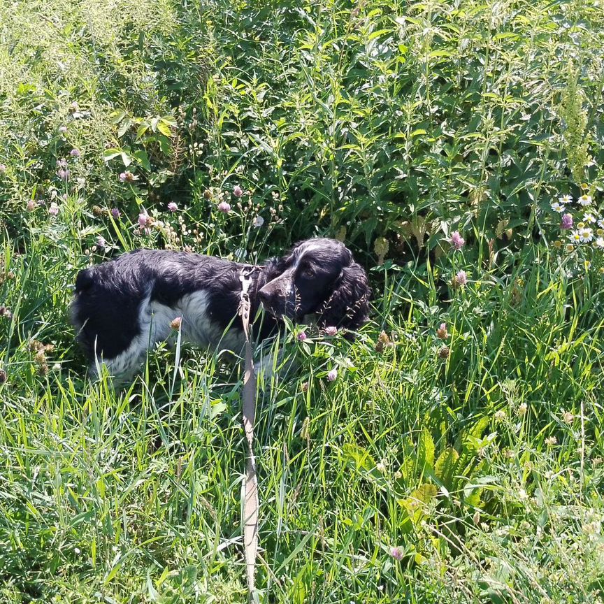 Русский спаниель