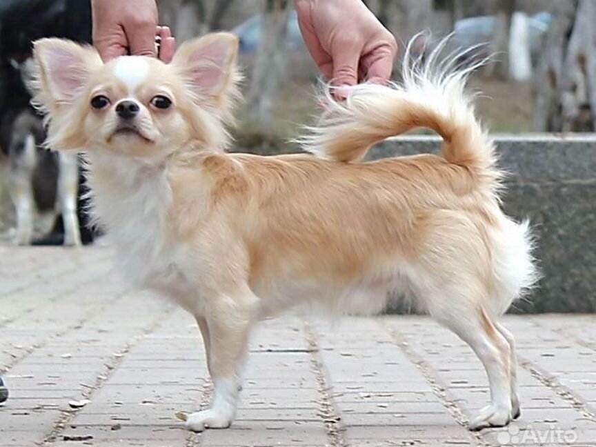 Чихуахуа мини