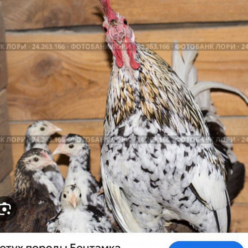 Продам петуха Бентамка