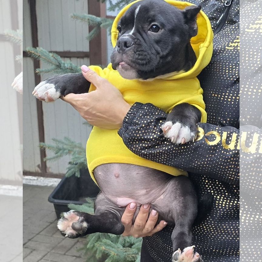 Американский булли микро