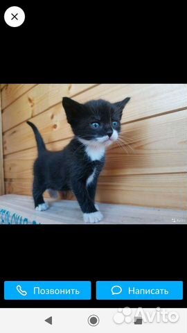 Котята шотландцы