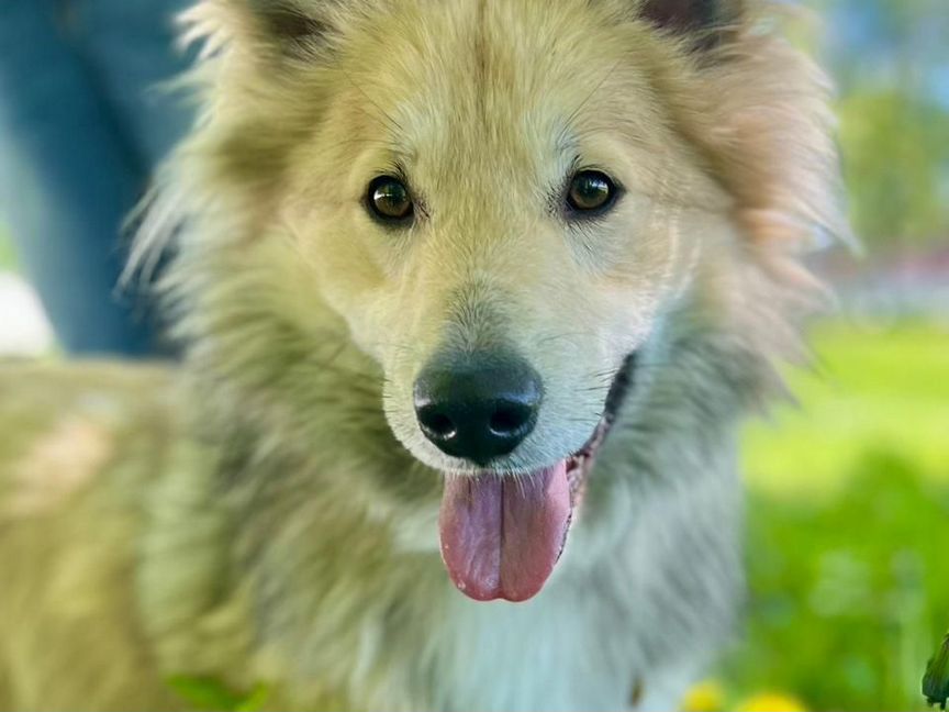 Солнечный пушистик Гамбит.Пес из приюта Некрасовка