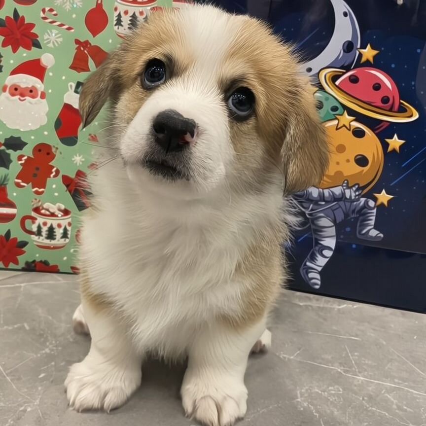 Вельш Корги Пемброк, щенок