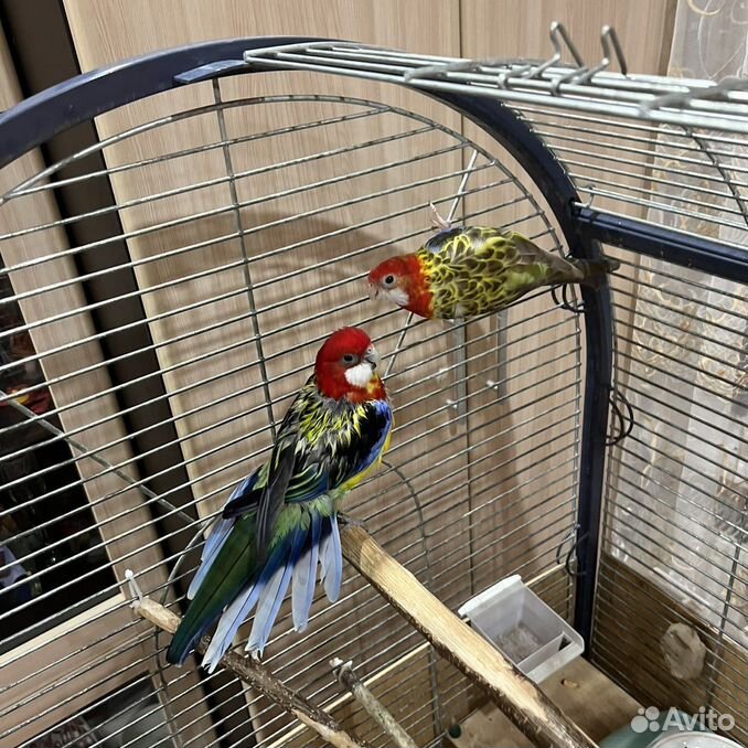 Пестрая розелла пара