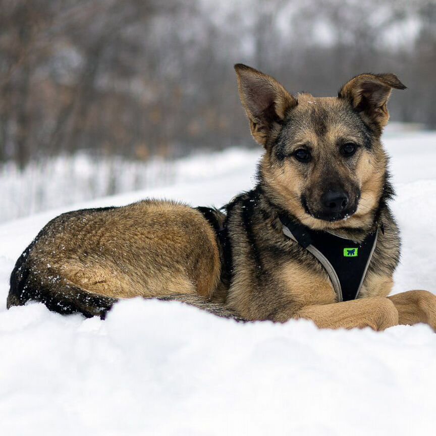 Щенок в добрые руки/бесплатно / собака в приюте