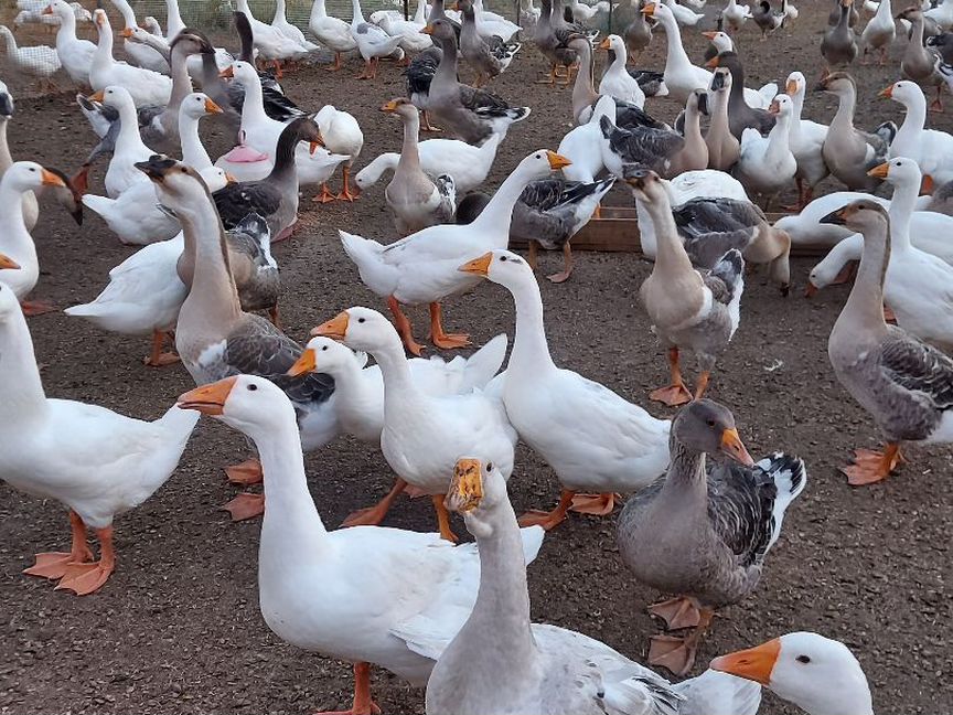 Гусята гибриды Большая Львиная голова и Ванкси