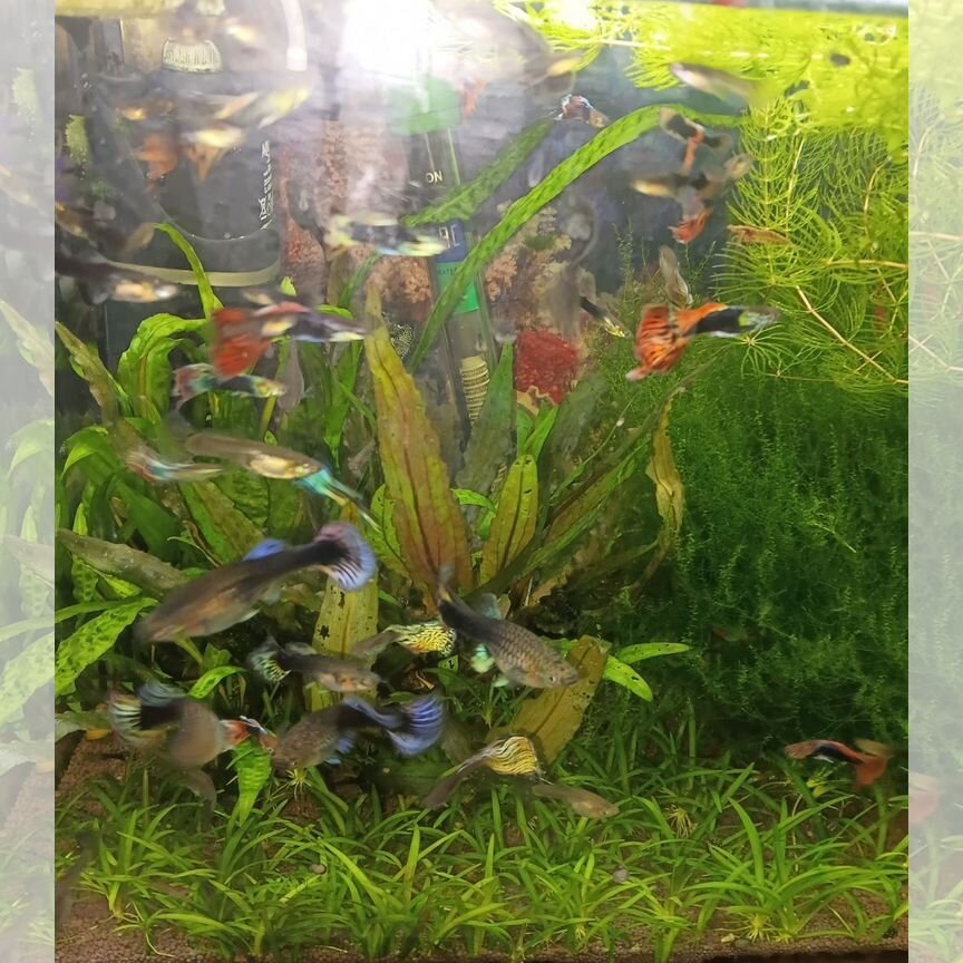 Рыбки гуппи,барбусы