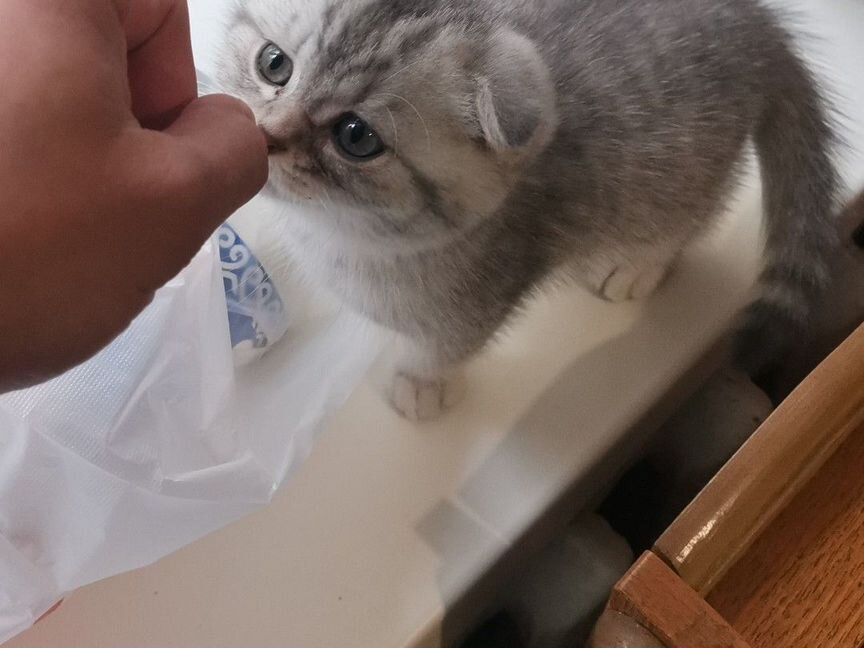 Шотландская