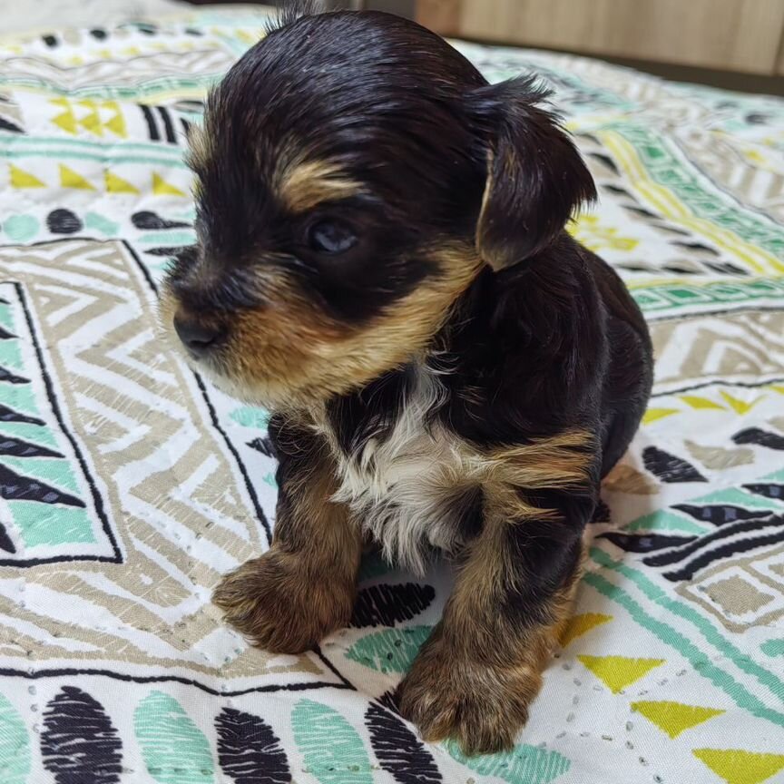 Йоркширский терьер, щенок