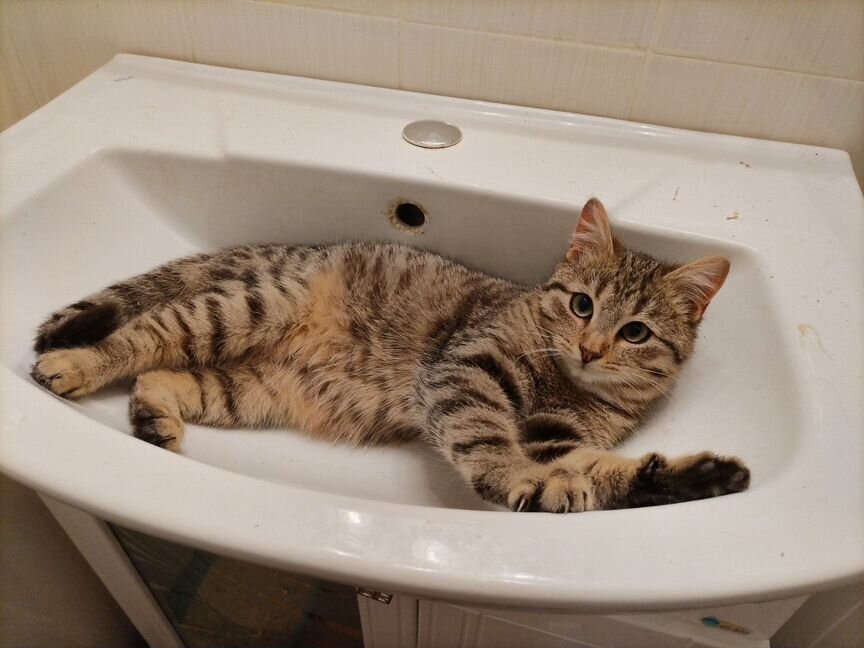 Котенок мальчик