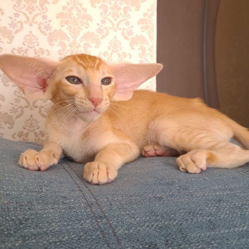 Ориентальные котята экстрим