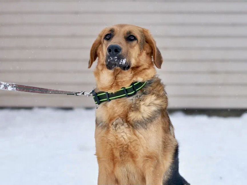 Молодой пес в добрые руки