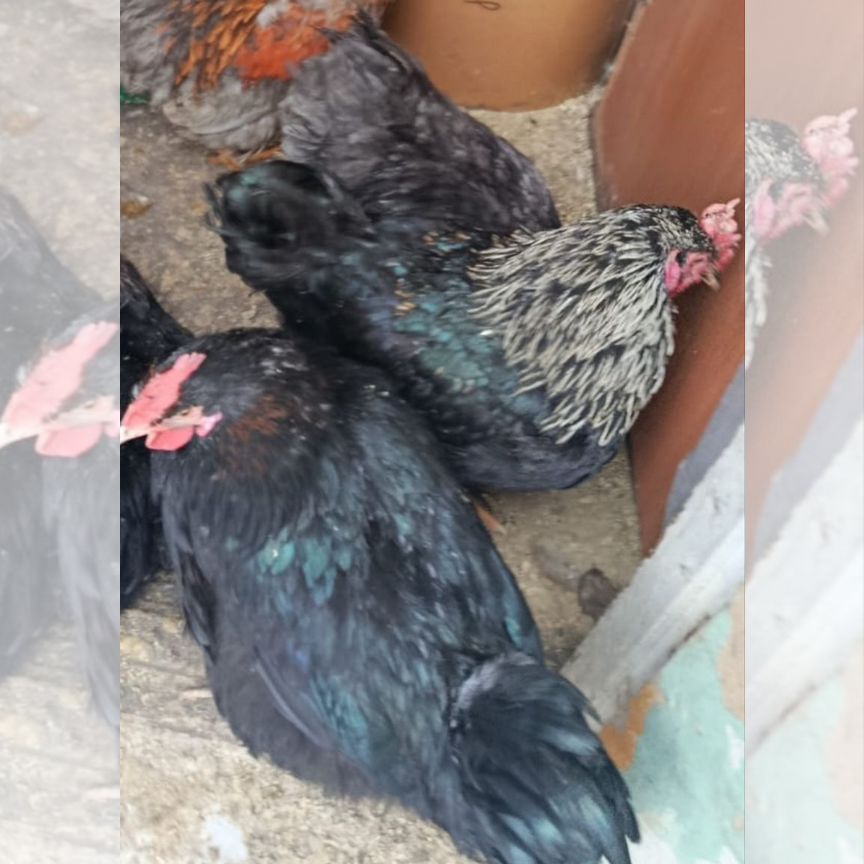 Молодые петухи