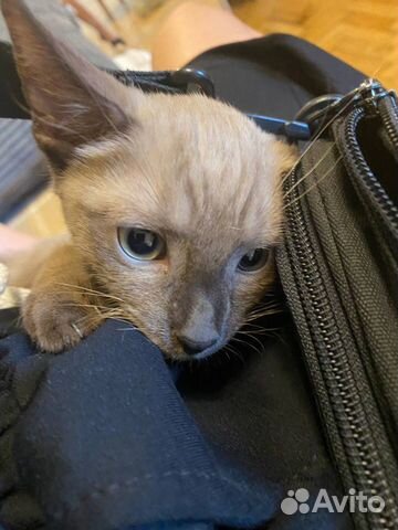 Сиамский котенок