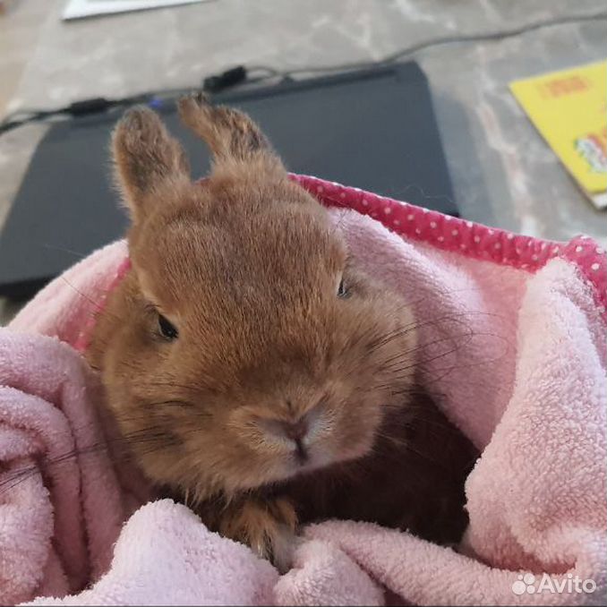 Декоративный карликовый кролик