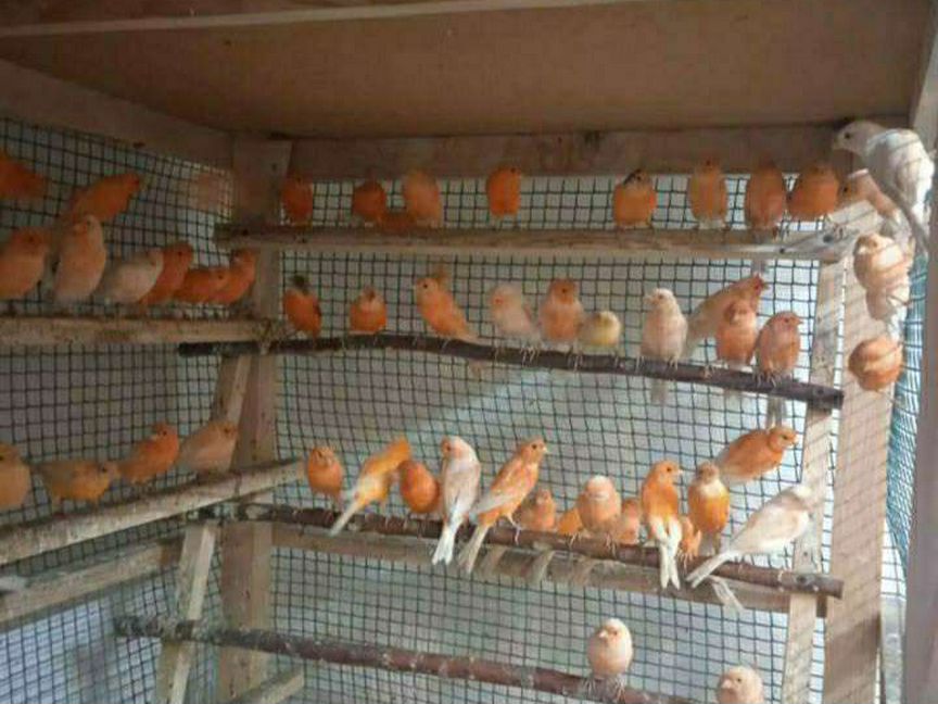 Канарейки, кенара и клетки