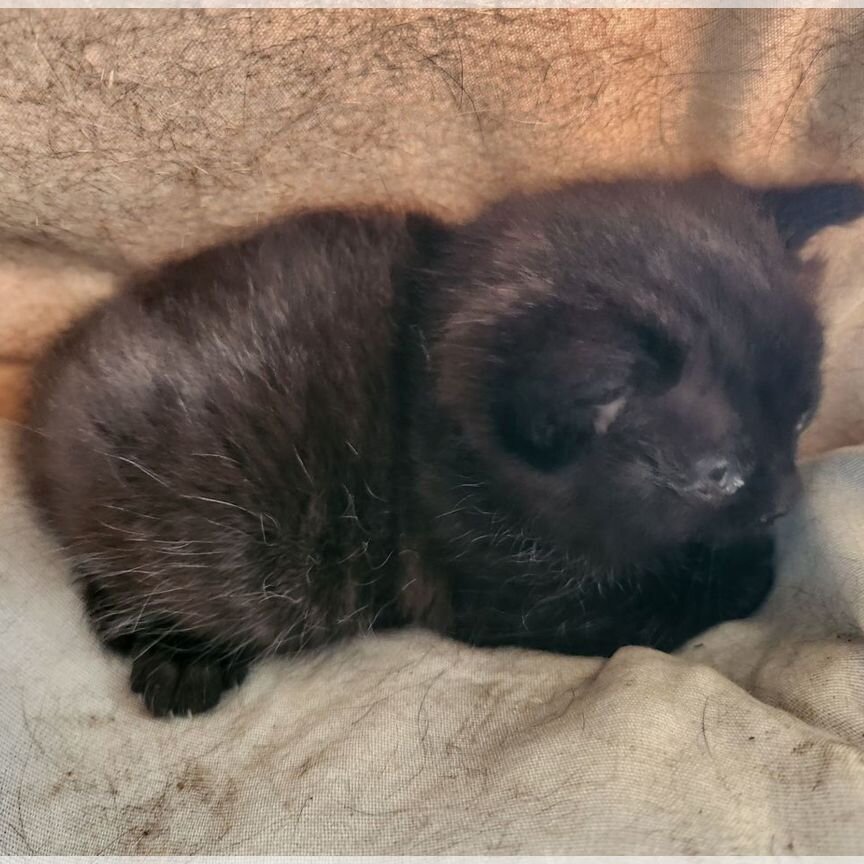Котенок маленький (неделя)