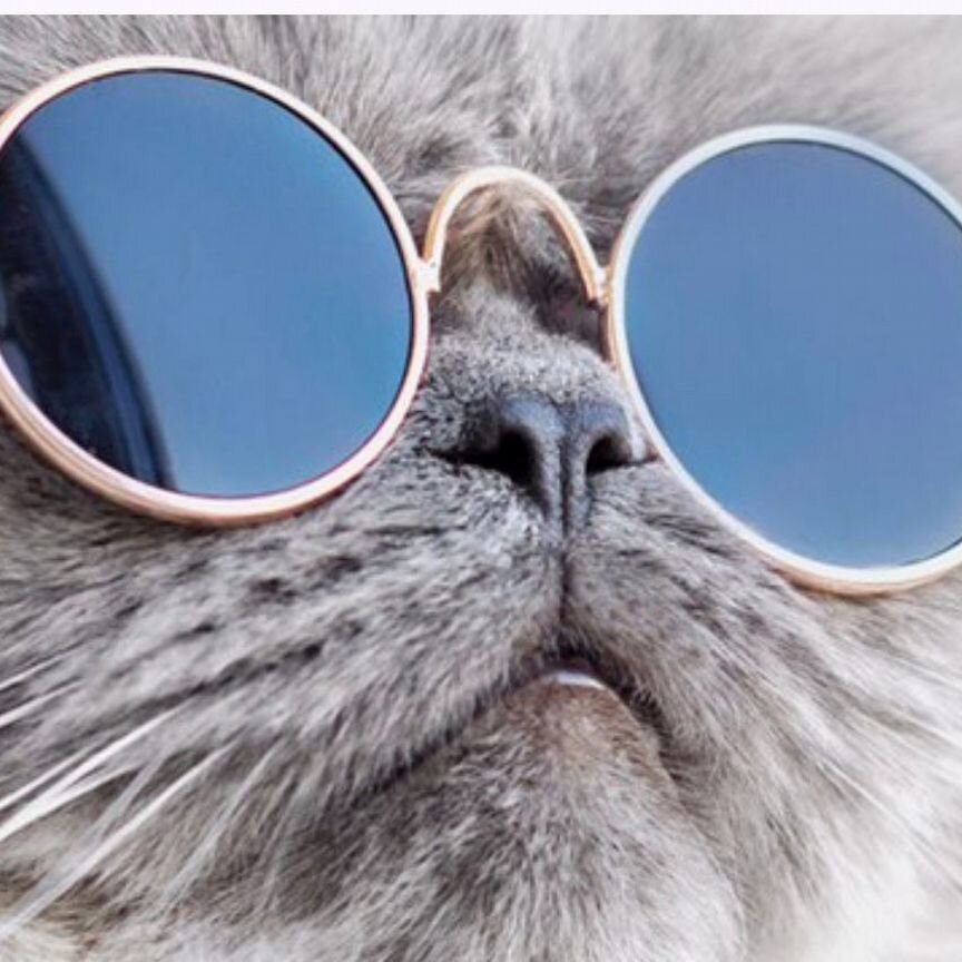 Очки для животных (кошек и маленьких собак)