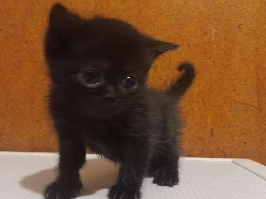 Шотландская кошечка