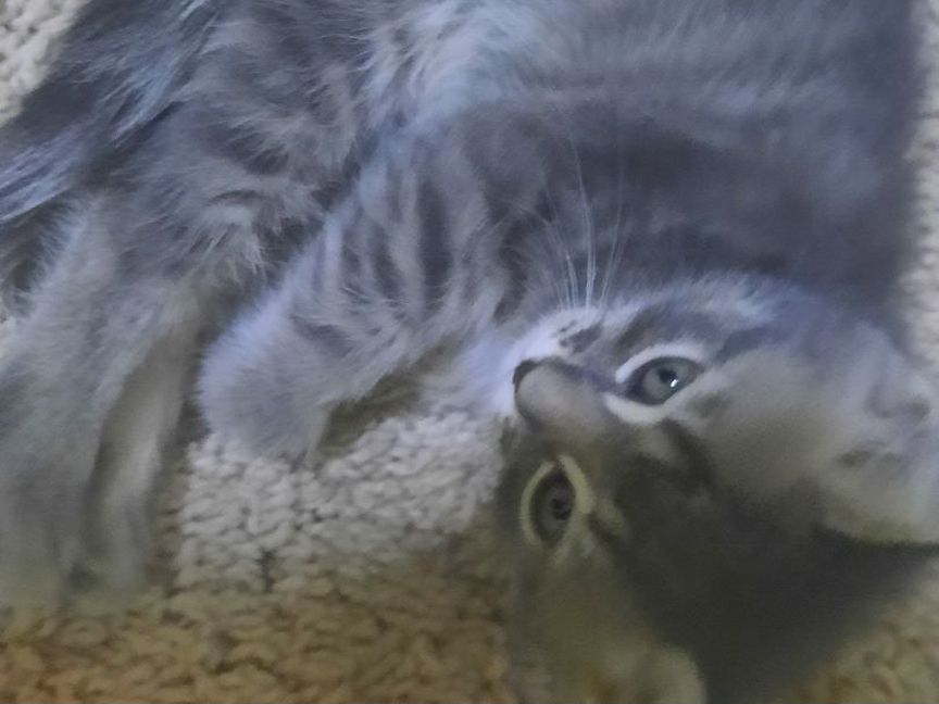 Кошки