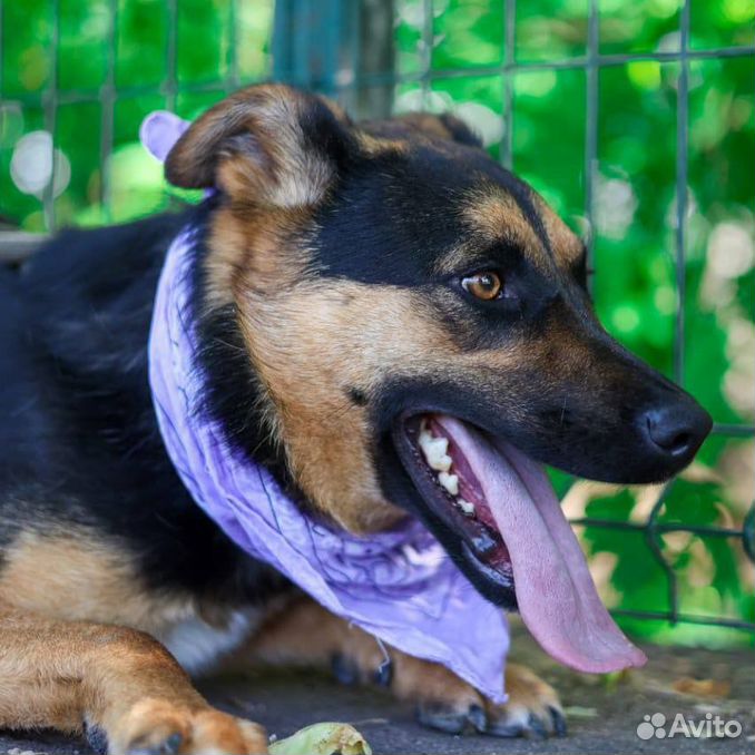 Собака Корица