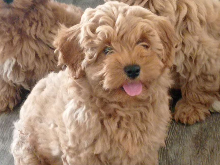 Щенки мальтипу