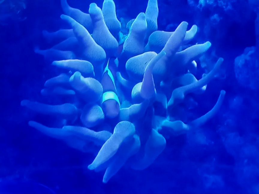 Актиния в морской аквариум детки