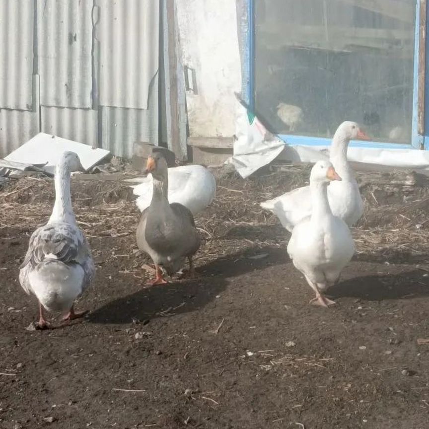 Гуси, цыплята, цысарки