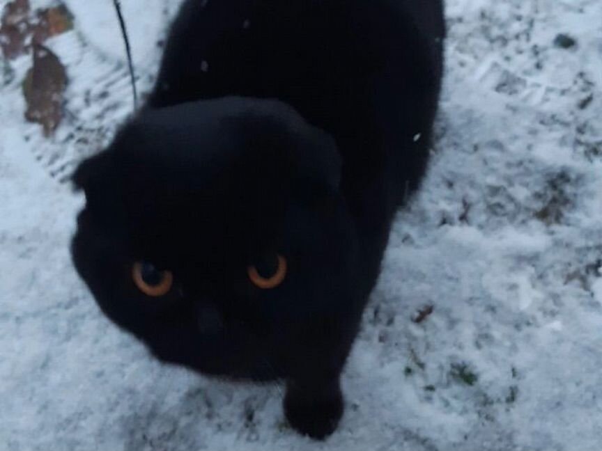 Котята породистые вислоухие