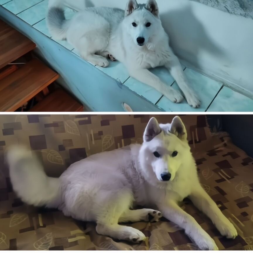 Сибирский хаски, щенок