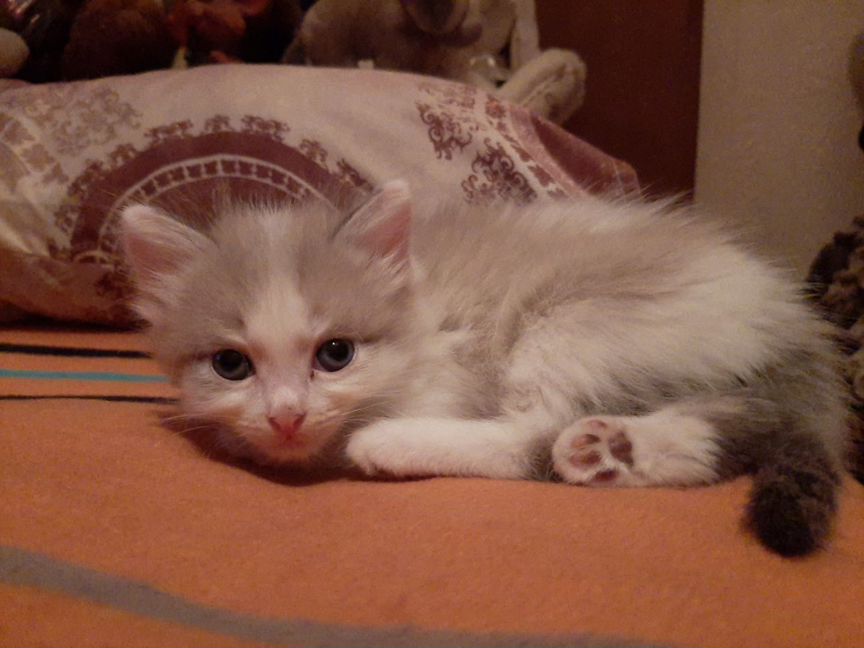 Котята породистые бесплатно