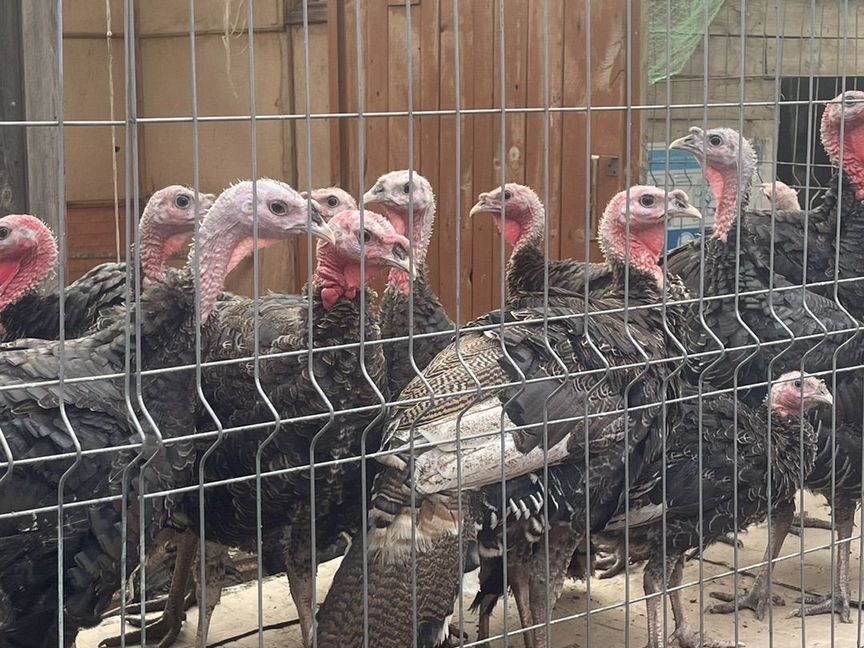 Индюки бронза