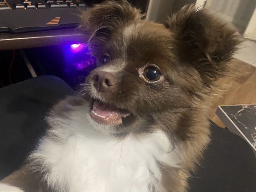 Маленькая собака