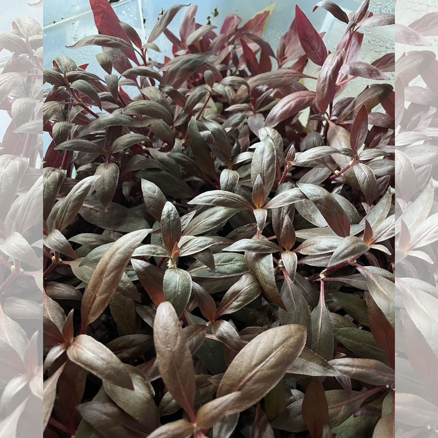 Альтернантера Рейнека Мини (контейнер)