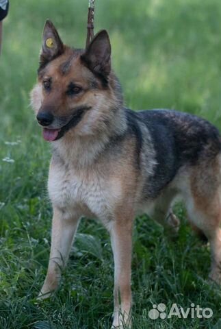 Молодая и дружелюбная Медея в добрые руки