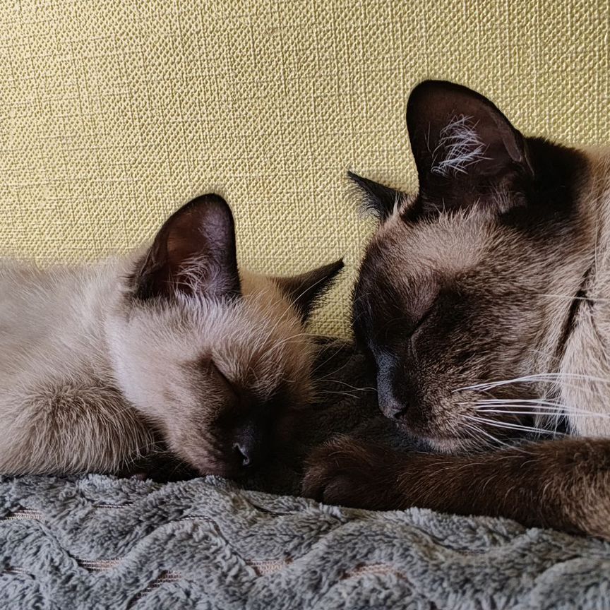 Тайский котёнок