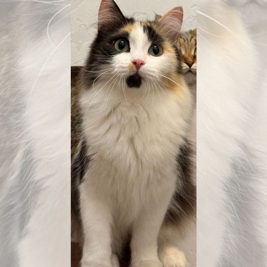 Сибирская красавица