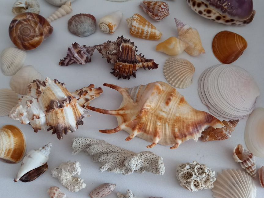 Морские ракушки раковины кораллы лот