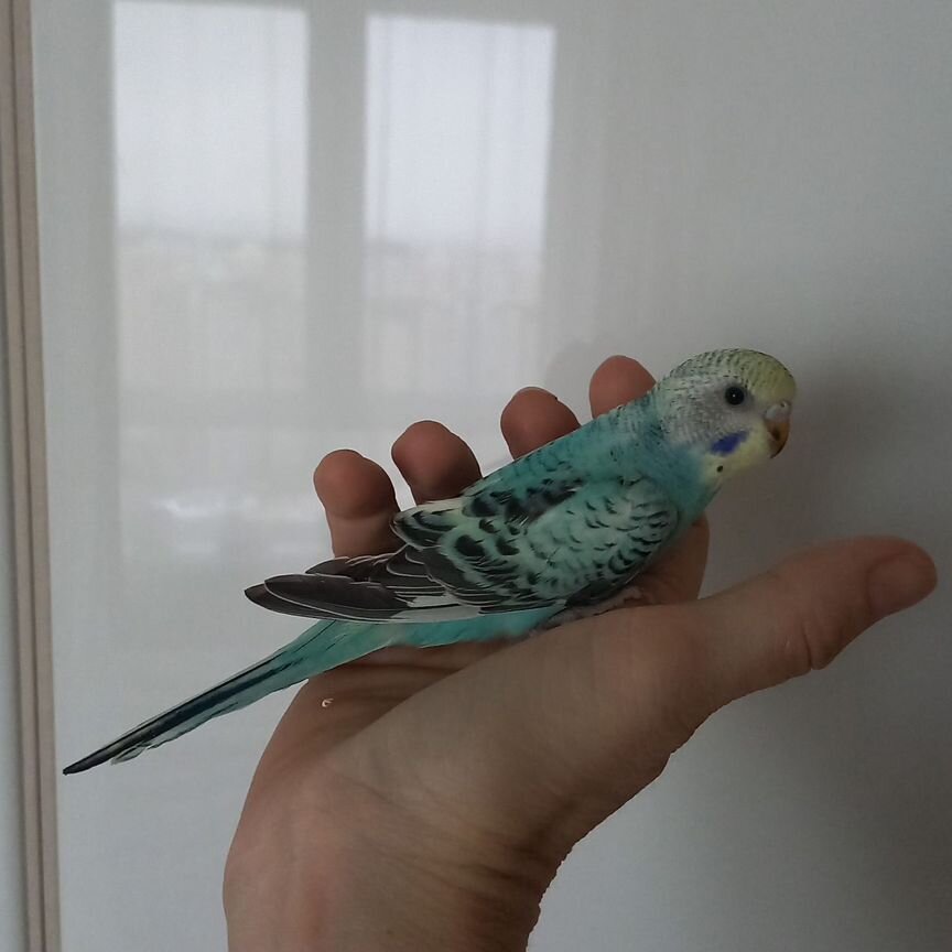 Волнистый попугай ручной