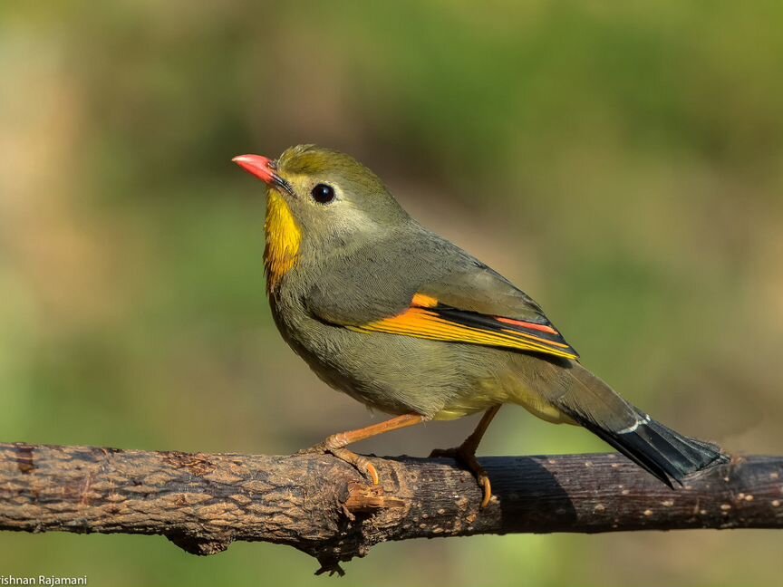 Китайский соловей