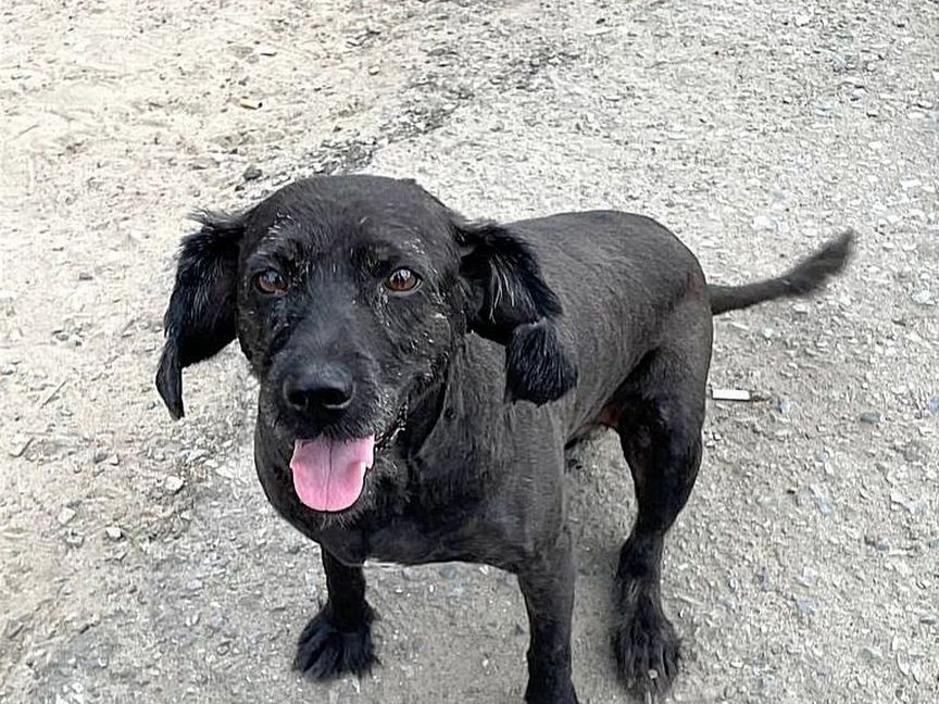 Маленькая собака в добрые руки