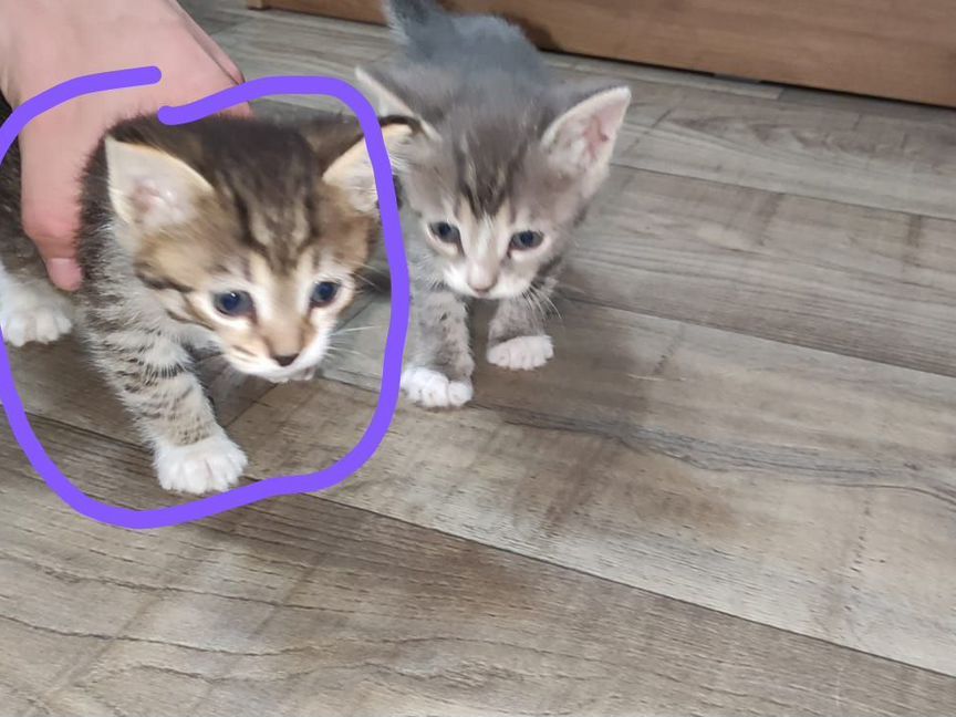 Кошка в дар бесплатно