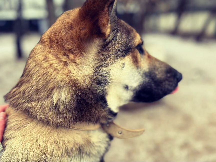 Собачка Умка в добрые руки