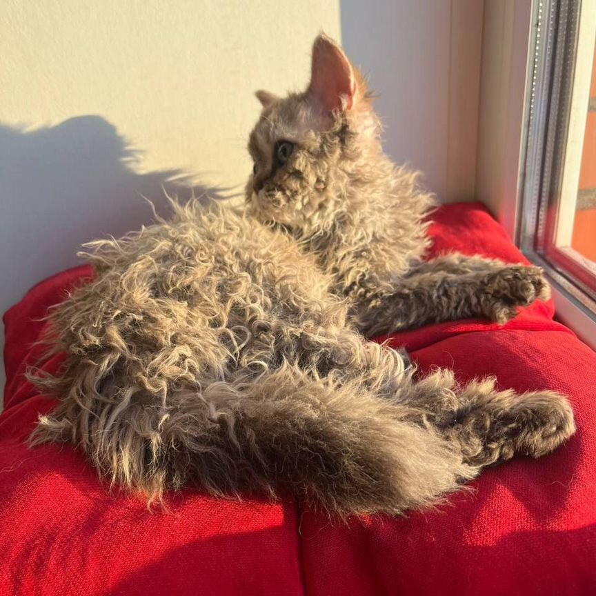 Супер-кудрявый селкирк рекс