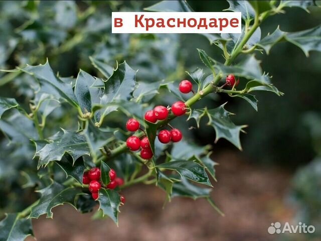 Падуб остролистный Аляска купить в Краснодаре | Товары для дома и дачи ...